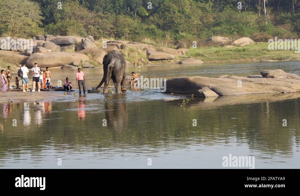 People Giving Elephant A Bath In The River In Hampi India Karnakata
