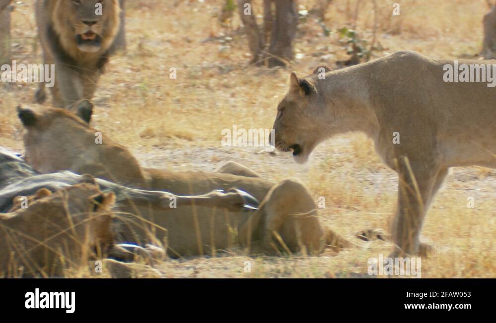 Lion behavior Stock Videos & Footage - HD and 4K Video Clips - Alamy