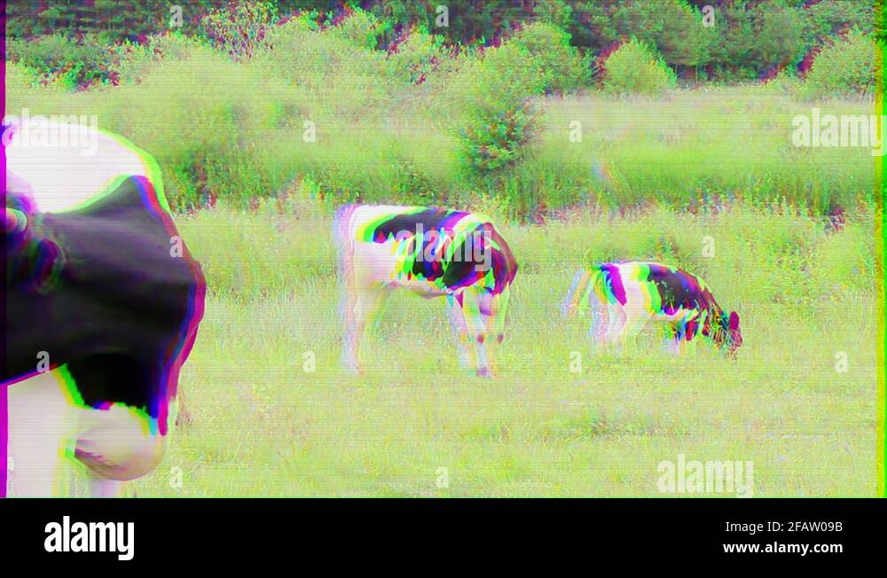 Cow licking camera Stock Videos & Footage - HD and 4K Video Clips - Alamy