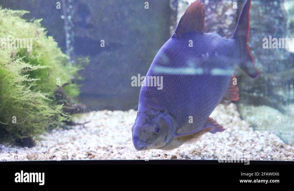 Big blue fish Stock Videos & Footage - HD and 4K Video Clips - Alamy