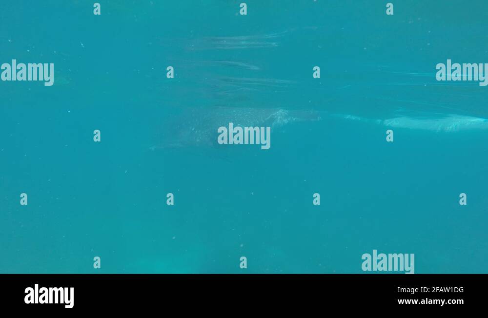 Deep sea shark Stock Videos & Footage - HD and 4K Video Clips - Alamy