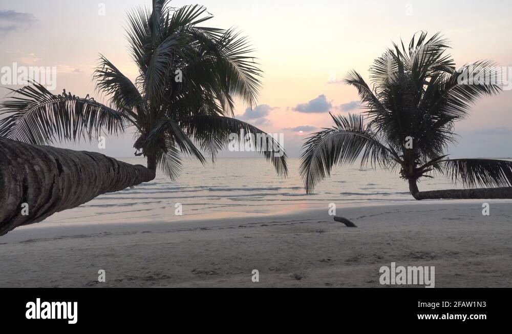 Palm trees horizontal Stock Videos & Footage - HD and 4K Video Clips ...