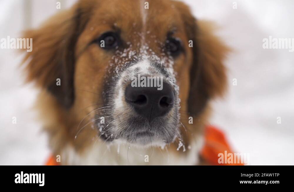 Snow on dogs face Stock Videos & Footage - HD and 4K Video Clips - Alamy