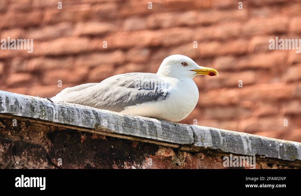 Family laridae Stock Videos & Footage - HD and 4K Video Clips - Alamy