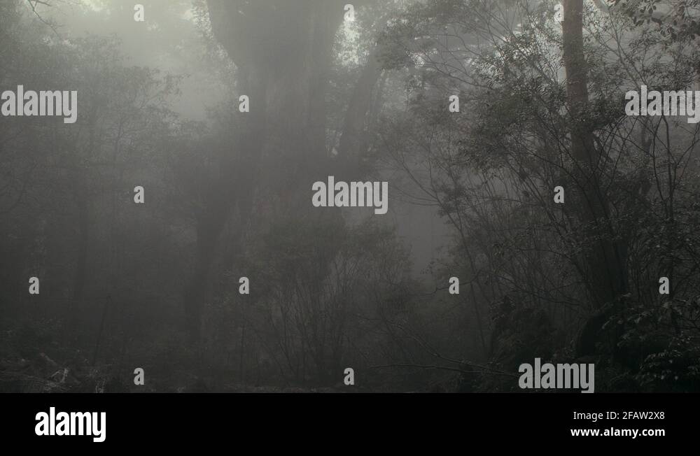 Pan up of an ancient Yaku Sugi (cedar tree) growing in Yakushima, Japan ...