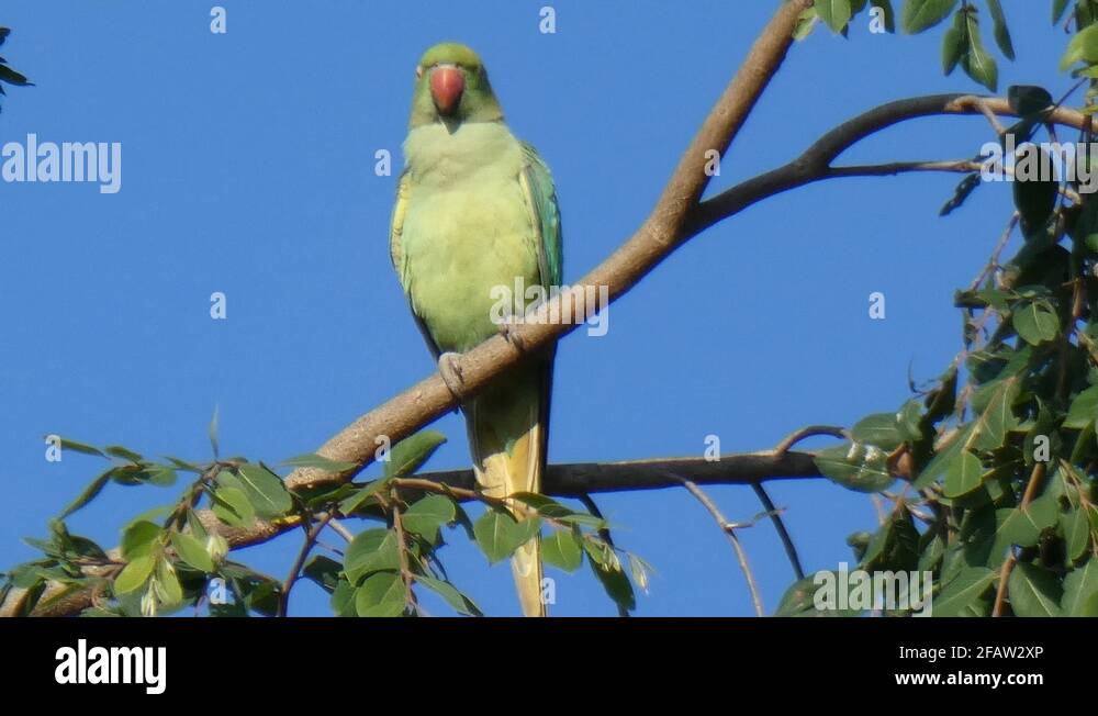 Parrot nose Stock Videos & Footage - HD and 4K Video Clips - Alamy