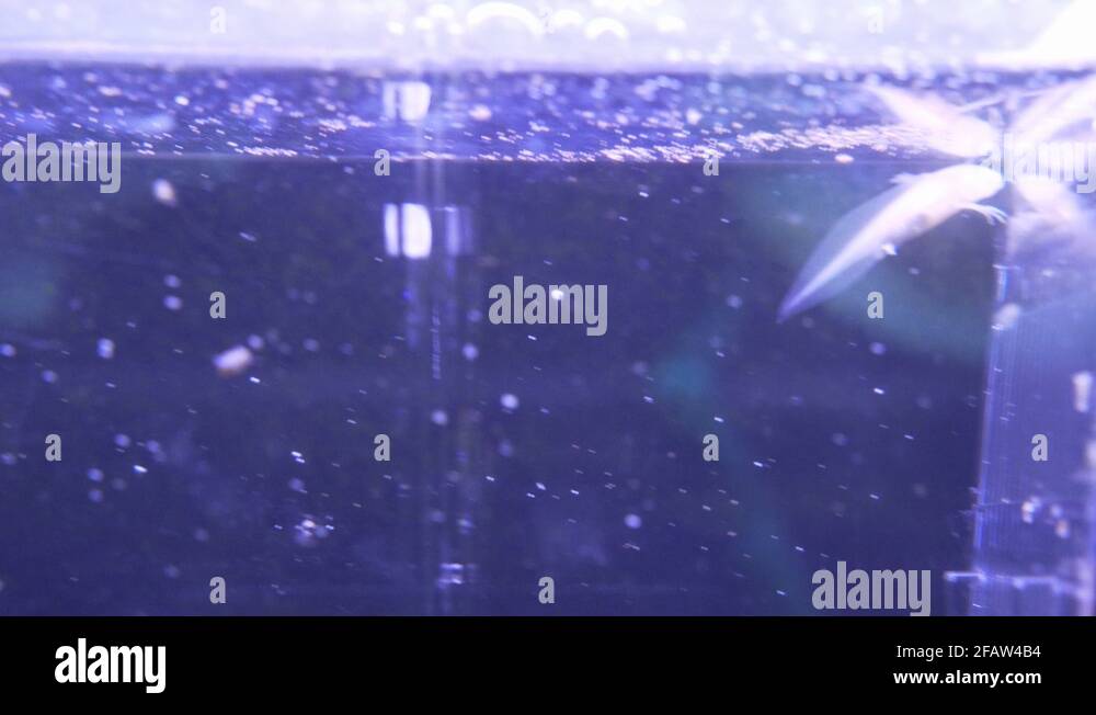Baby amphibian axolotl Stock Videos & Footage - HD and 4K Video Clips ...
