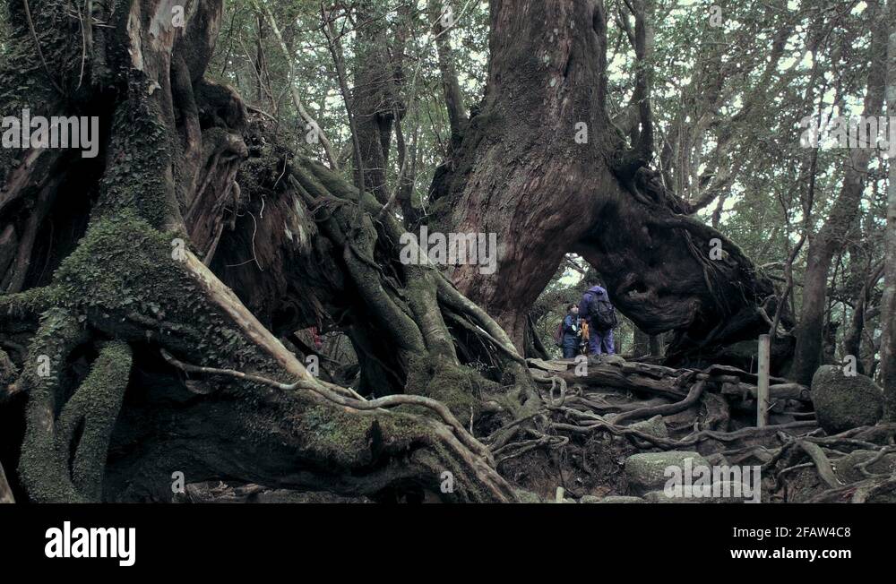 Hikers exploring ancient Japanese ceder tree (yaku sugi) in Yakushima ...