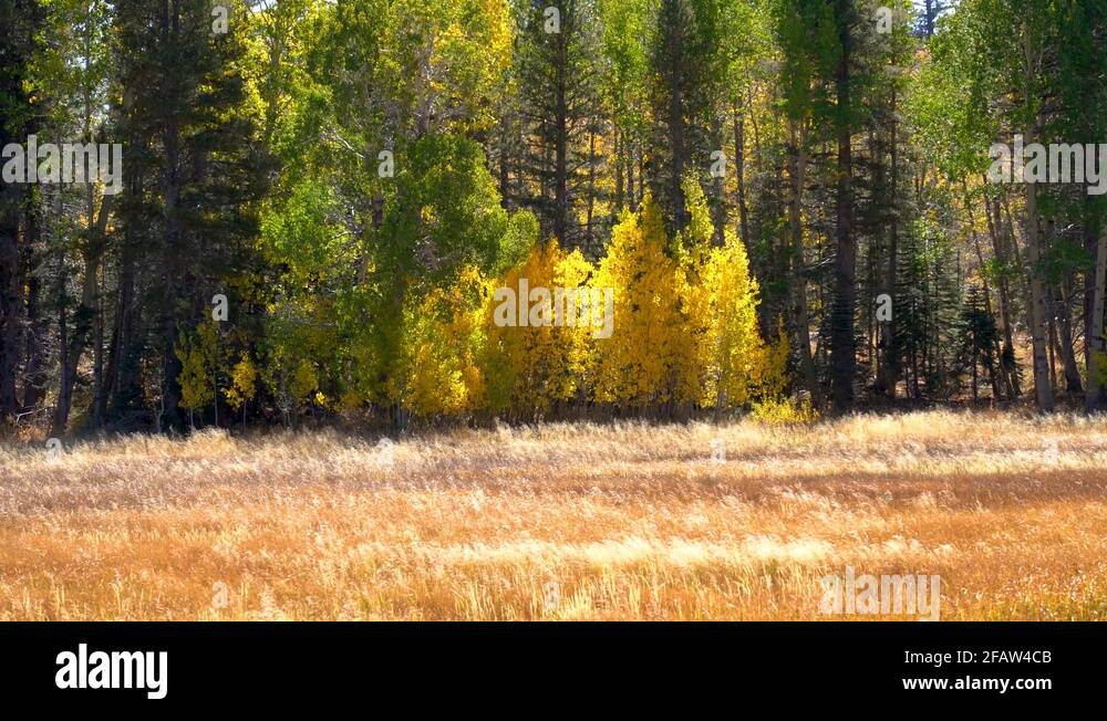 Quaking poplar Stock Videos & Footage - HD and 4K Video Clips - Alamy