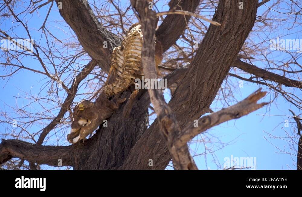 Rotten carcass Stock Videos & Footage - HD and 4K Video Clips - Alamy