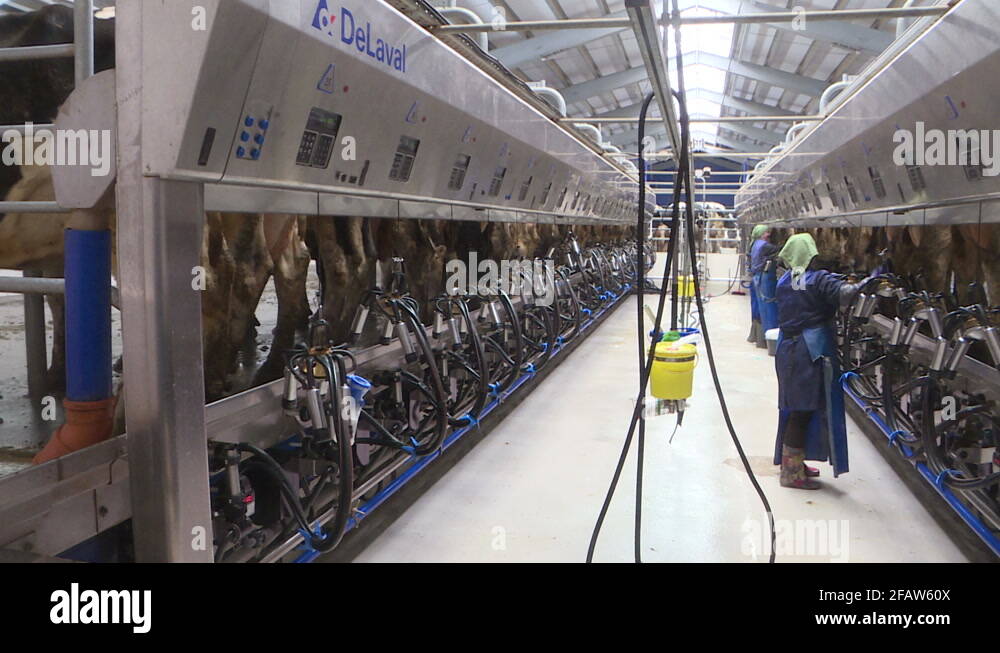 Automatic milking of cows on a modern farm. The process of milking cows ...