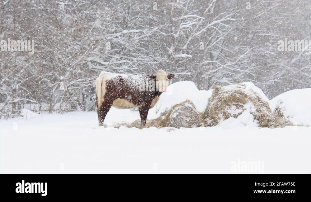 Canadian snowstorm Stock Videos & Footage - HD and 4K Video Clips - Alamy