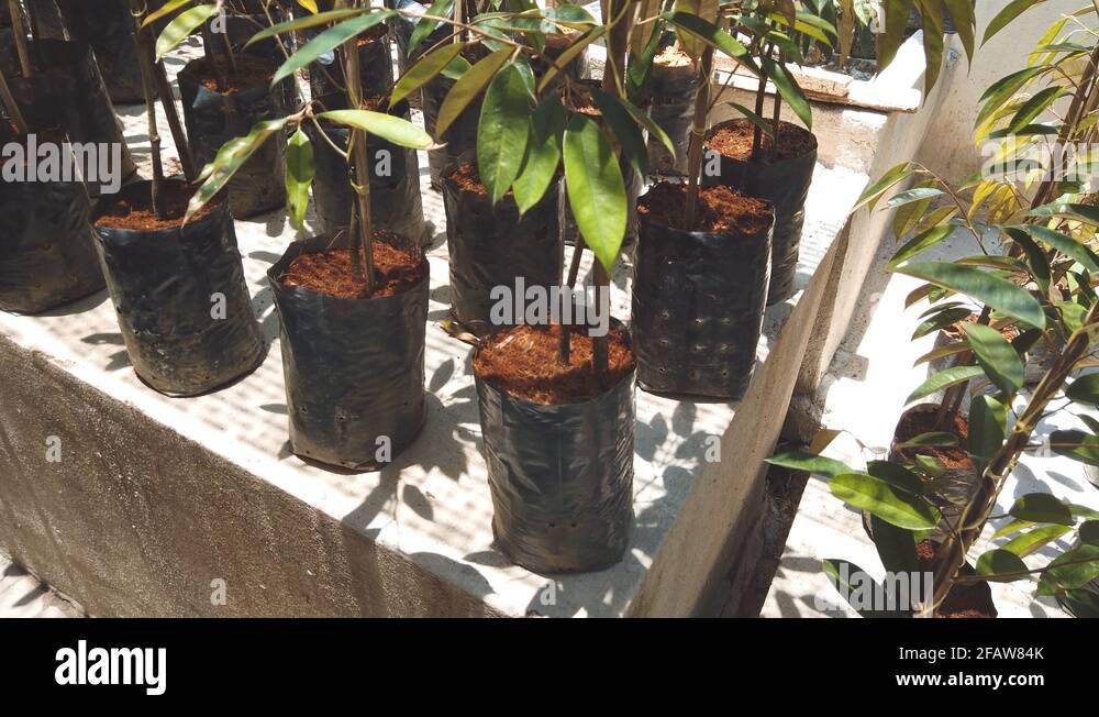 Fresh durian in farm Stock Videos & Footage - HD and 4K Video Clips - Alamy