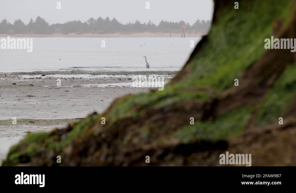 Bay mud Stock Videos & Footage - HD and 4K Video Clips - Alamy