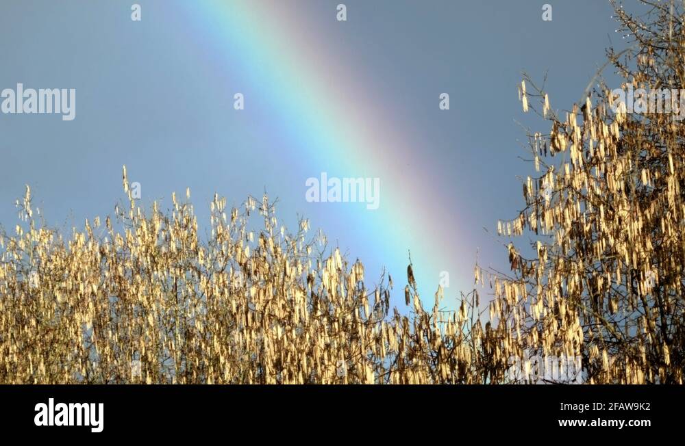 Wonder scene Stock Videos & Footage - HD and 4K Video Clips - Alamy