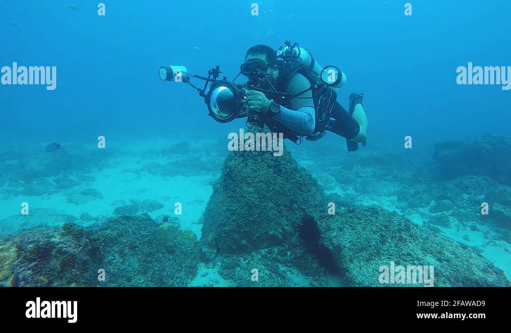 Marine life photos Stock Videos & Footage - HD and 4K Video Clips - Alamy