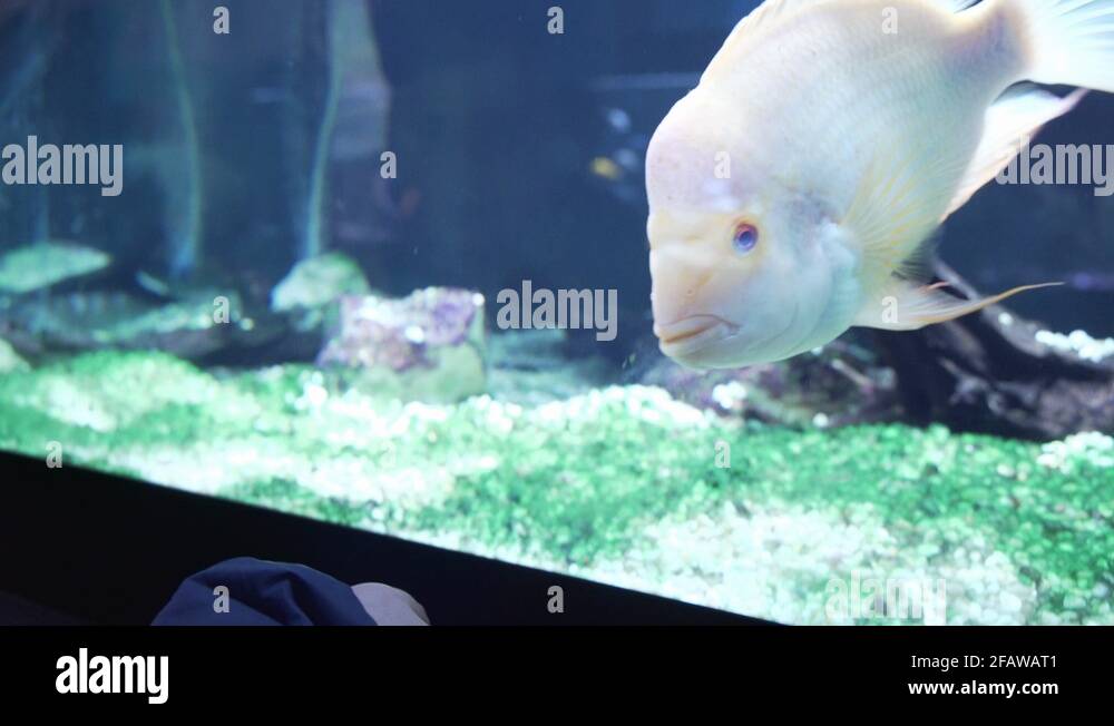 Kid fish finger Stock Videos & Footage - HD and 4K Video Clips - Alamy