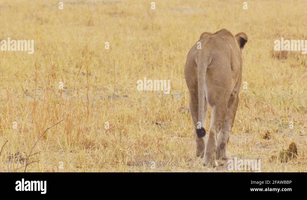 Rear view as a lioness as she tracks and stalks her prey Stock Video ...