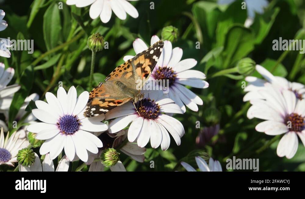 White lady flower Stock Videos & Footage - HD and 4K Video Clips - Alamy