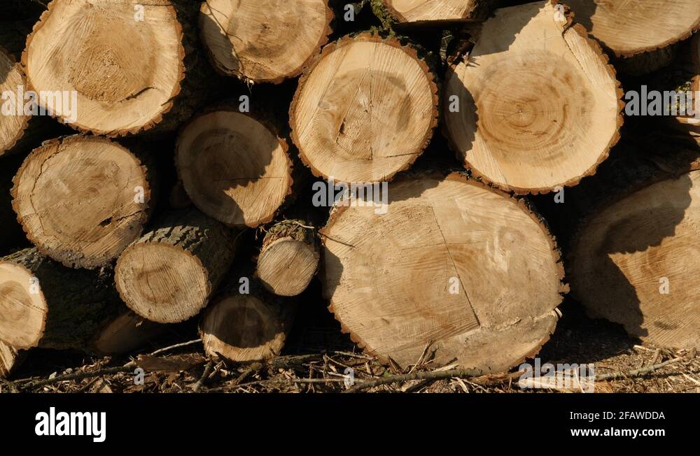 Chopped trees Stock Videos & Footage - HD and 4K Video Clips - Alamy