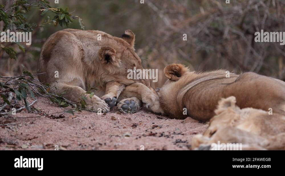 Two Lions playing together in the bush in South Africa Stock Video ...