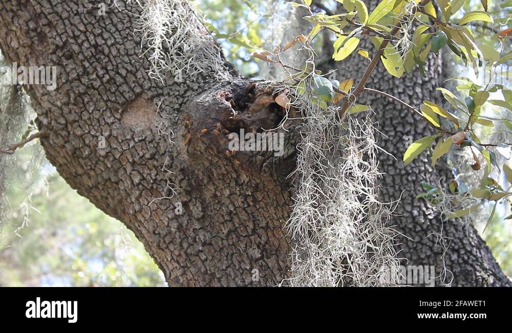 Oak tree bee Stock Videos & Footage - HD and 4K Video Clips - Alamy