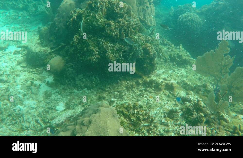 Utila roatan guanaja Stock Videos & Footage - HD and 4K Video Clips - Alamy