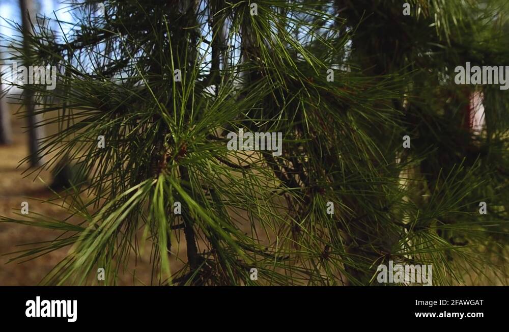 Cut limbs from trees Stock Videos & Footage - HD and 4K Video Clips - Alamy