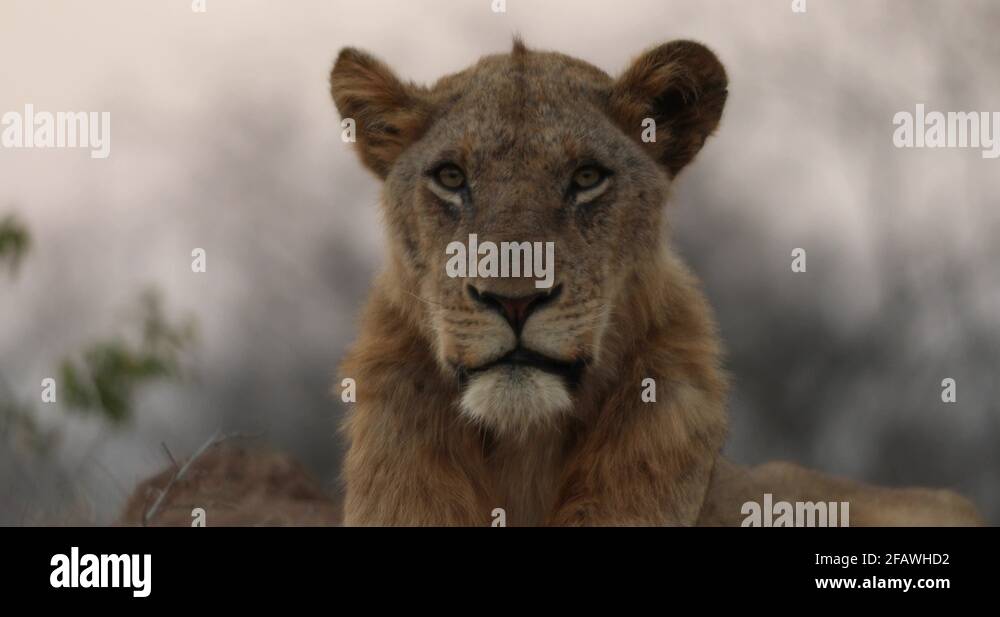 Male lion looking down the lens of a camera in South Africa Stock Video ...