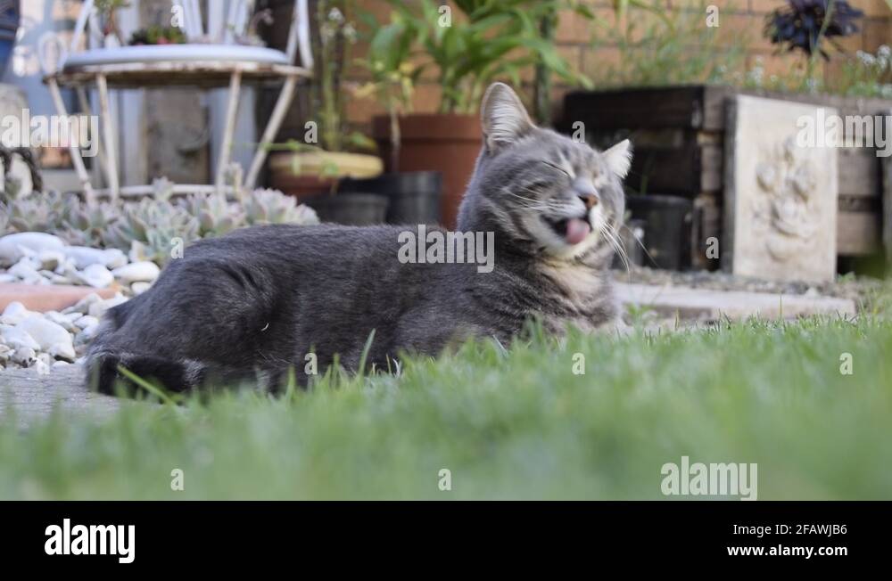 Cat law Stock Videos & Footage - HD and 4K Video Clips - Alamy