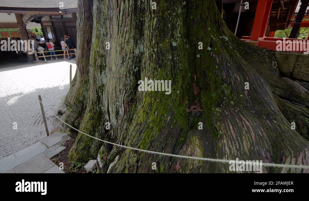 Tree shinto shrine Stock Videos & Footage - HD and 4K Video Clips - Alamy