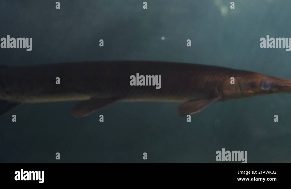 Long finned fish Stock Videos & Footage - HD and 4K Video Clips - Alamy