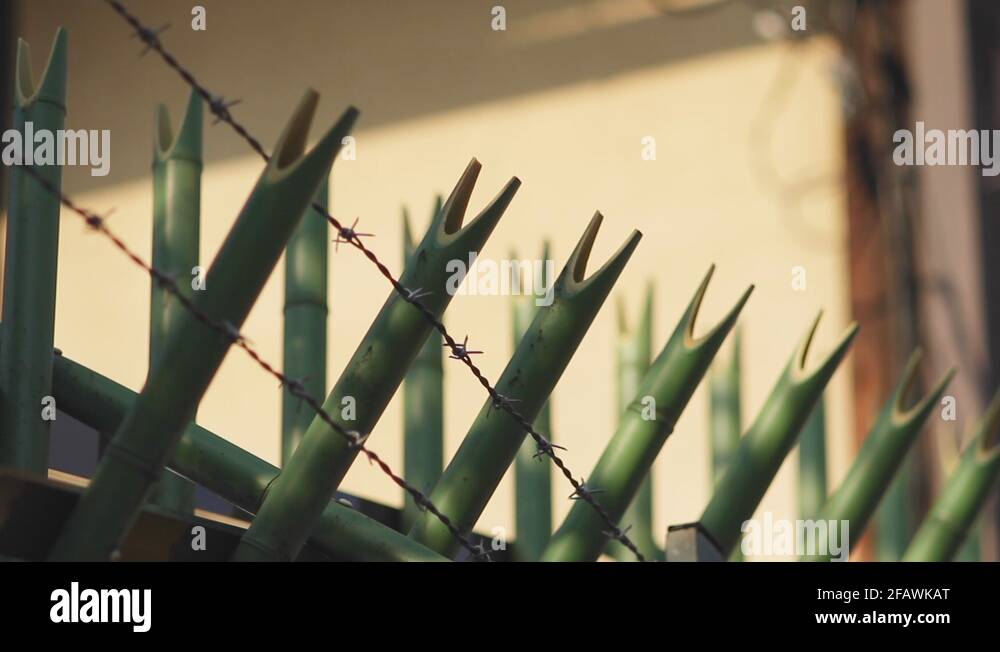 Bamboo and boundary fence Stock Videos & Footage - HD and 4K Video ...