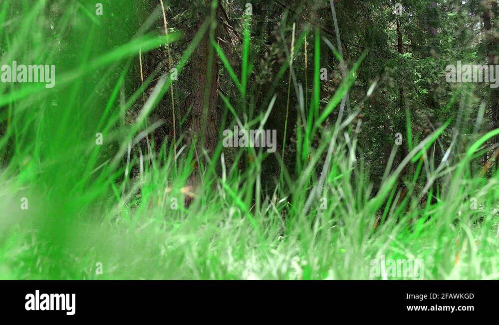 Creeping spruce Stock Videos & Footage - HD and 4K Video Clips - Alamy