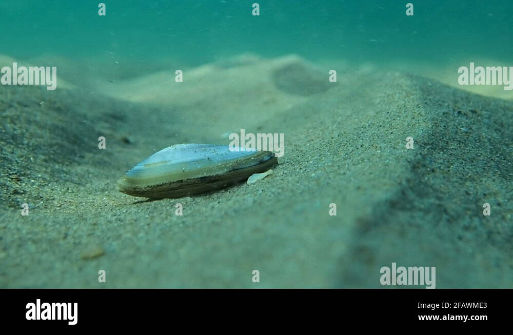 Oyster shape Stock Videos & Footage - HD and 4K Video Clips - Alamy