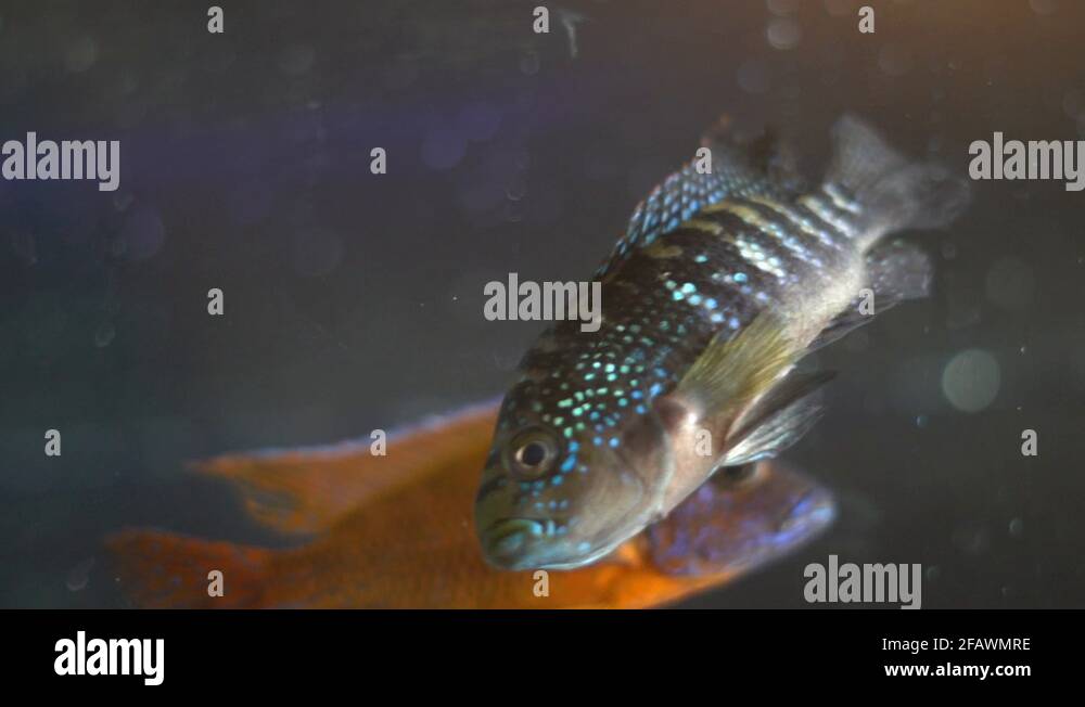 Super fish Stock Videos & Footage - HD and 4K Video Clips - Alamy
