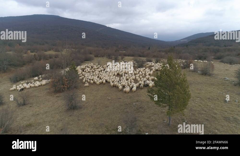 Huddle of sheep Stock Videos & Footage - HD and 4K Video Clips - Alamy