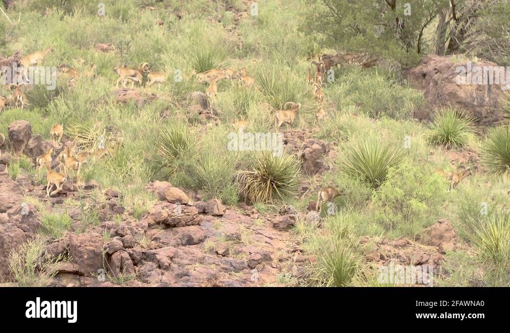 Texan sheep Stock Videos & Footage - HD and 4K Video Clips - Alamy