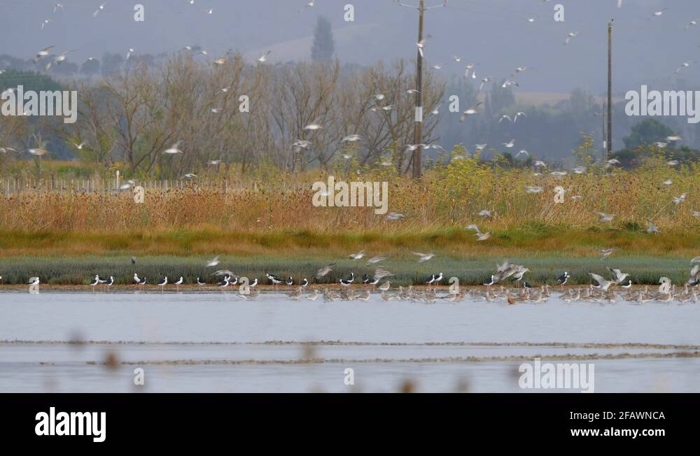 Formation landing Stock Videos & Footage - HD and 4K Video Clips - Alamy
