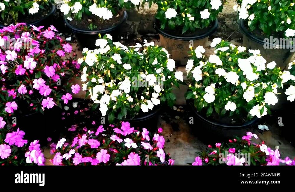 Flower plantations Stock Videos & Footage - HD and 4K Video Clips - Alamy