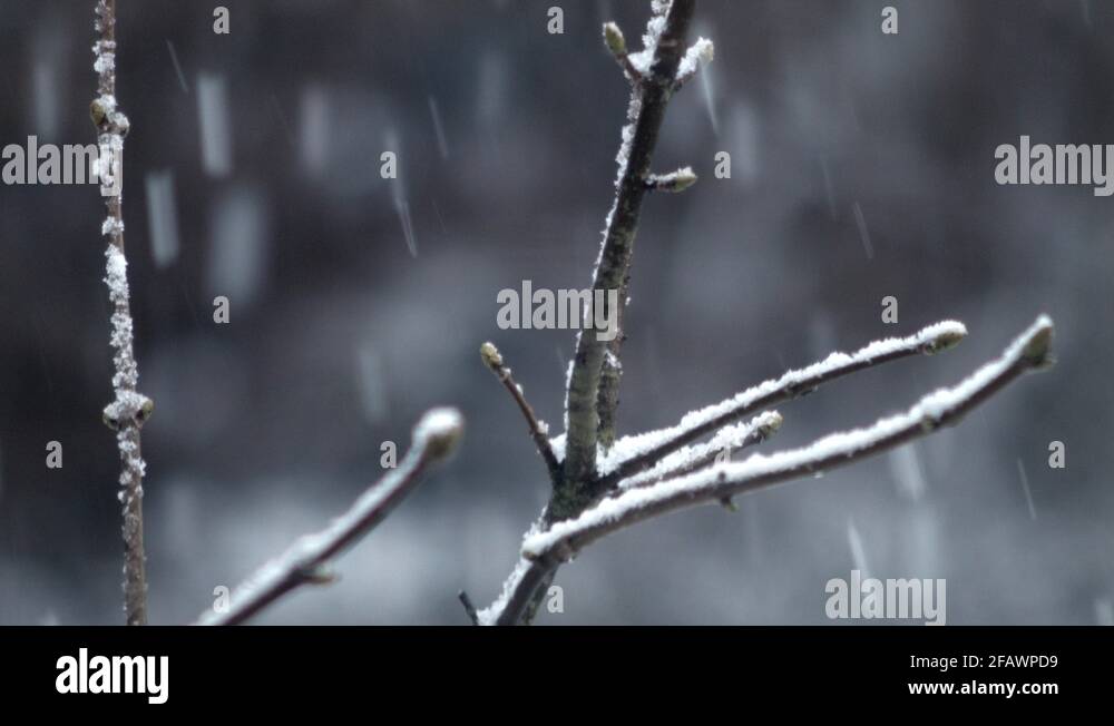 Isolated tree branch Stock Videos & Footage - HD and 4K Video Clips - Alamy