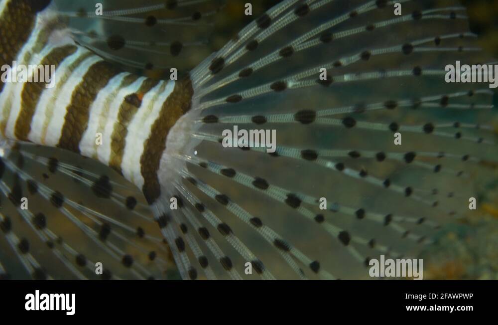 Lion fish tail that slowly sways, Red Sea, Egypt Stock Video Footage ...
