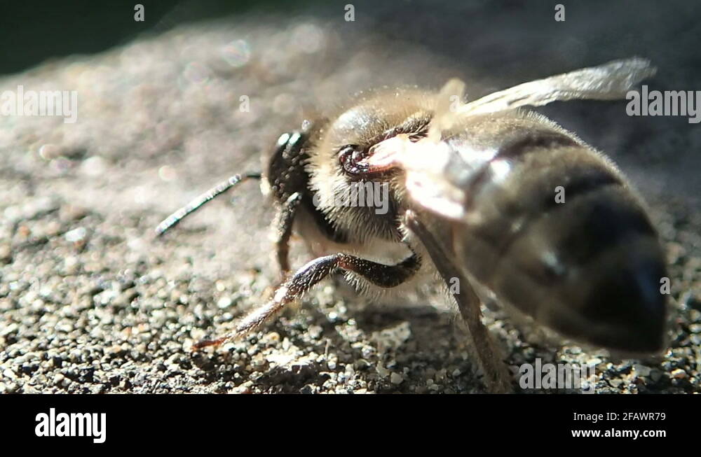 Wings bee Stock Videos & Footage - HD and 4K Video Clips - Alamy