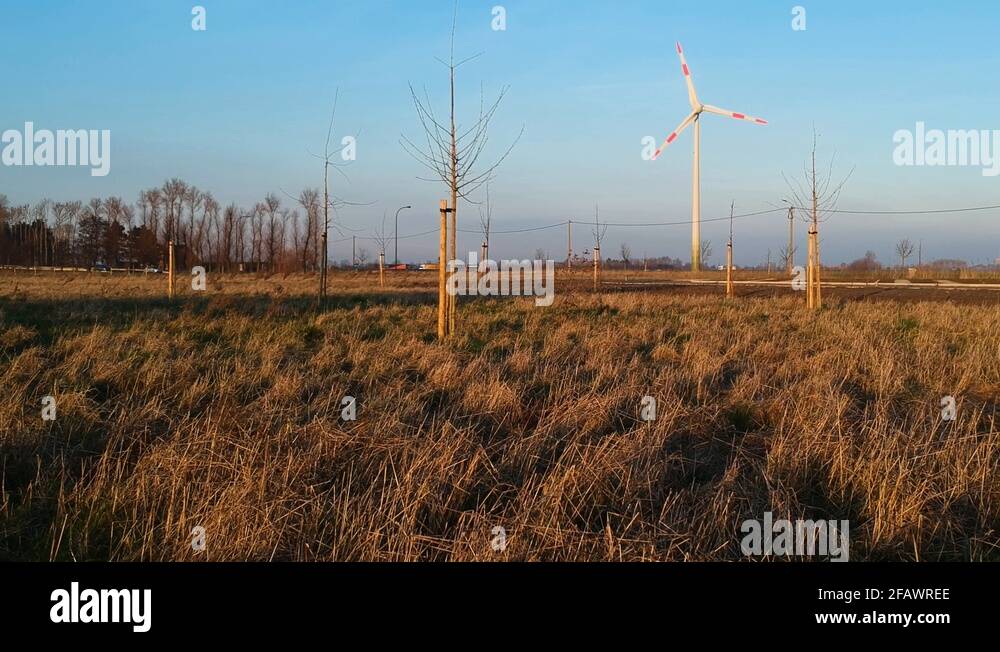Walking backwards, showing a power windmill producing energy in Gistel ...