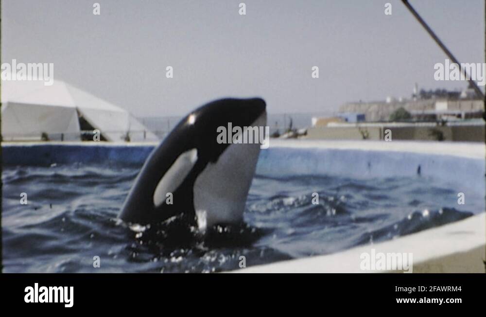 1970s Shamu The Killer Orca Whale Captive Tank Vintage Old Film Home ...