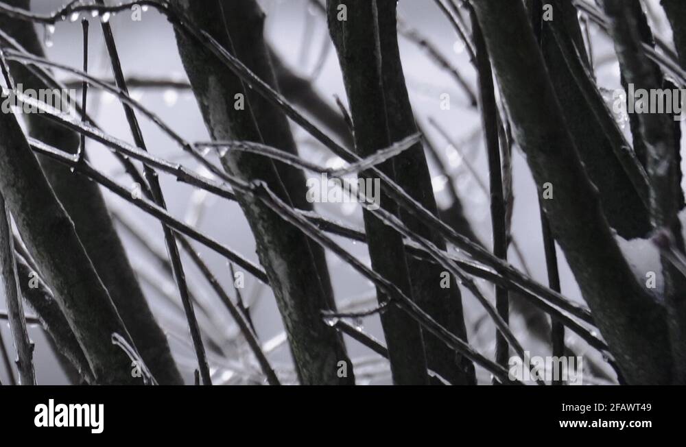 Ice coated tree Stock Videos & Footage - HD and 4K Video Clips - Alamy