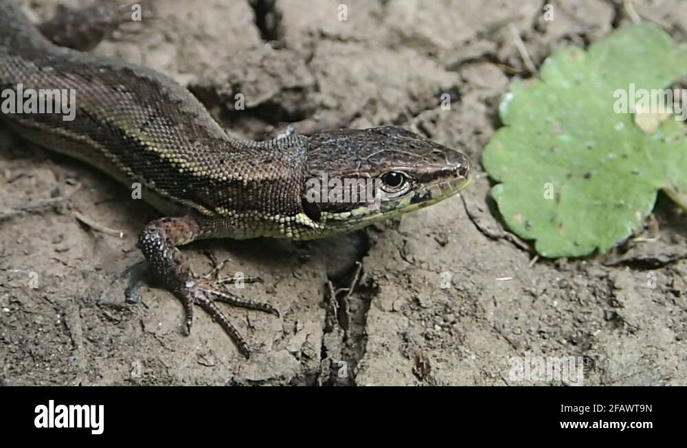 Quick lizard Stock Videos & Footage - HD and 4K Video Clips - Alamy