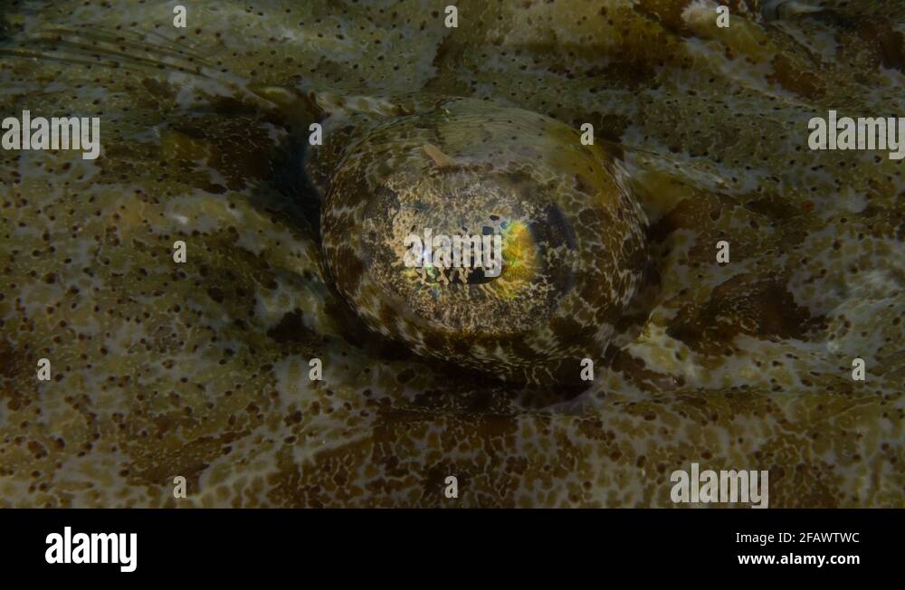 Crocodile butterfly Stock Videos & Footage - HD and 4K Video Clips - Alamy