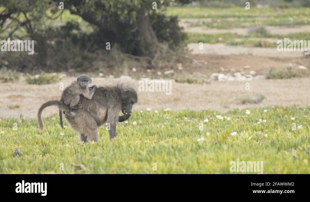 Baby baboons feeding Stock Videos & Footage - HD and 4K Video Clips - Alamy