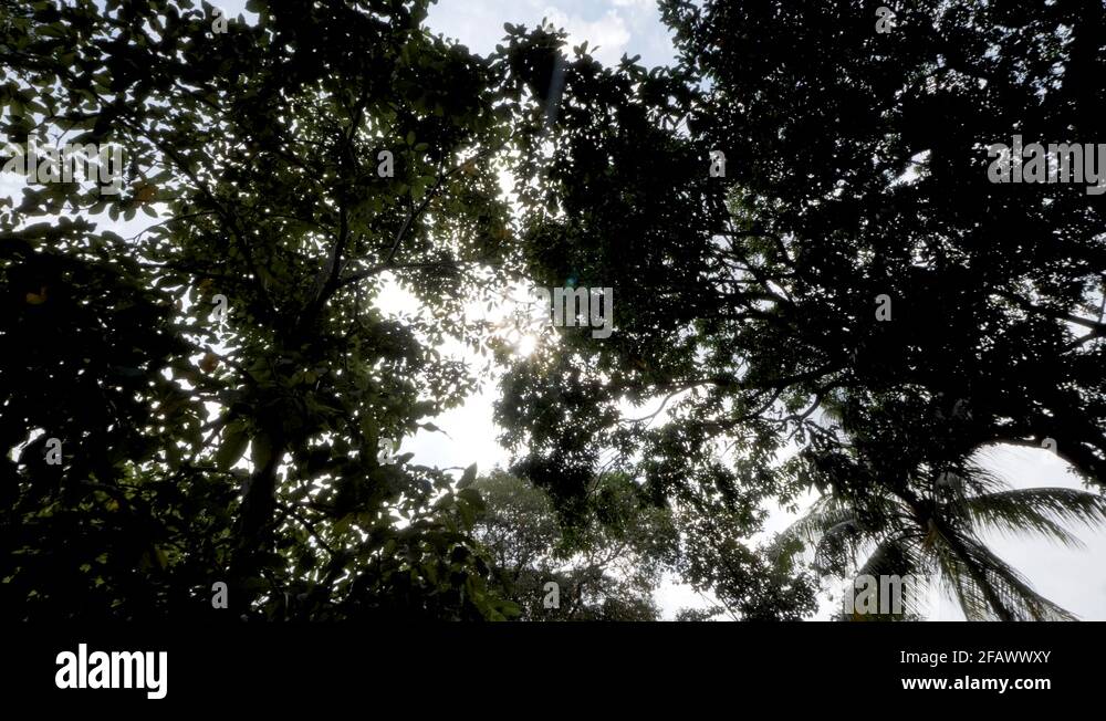 Trees canopy Stock Videos & Footage - HD and 4K Video Clips - Alamy